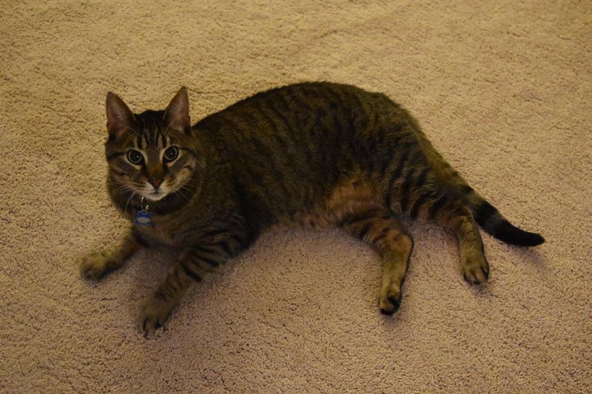 Blackbeard’s Cat Contest Winner! – Ocracats