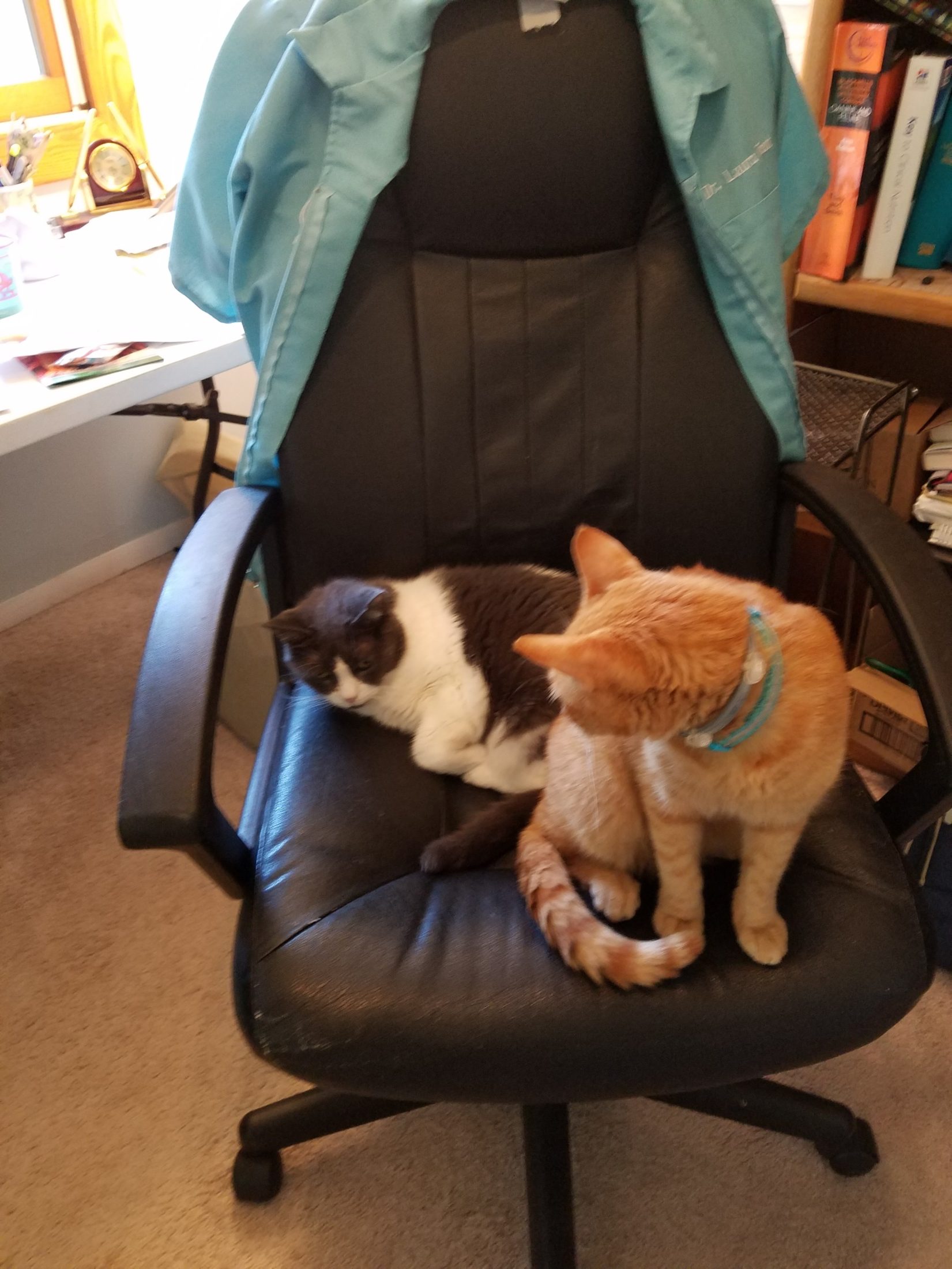 Blackbeard’s Cat Contest Winner! – Ocracats