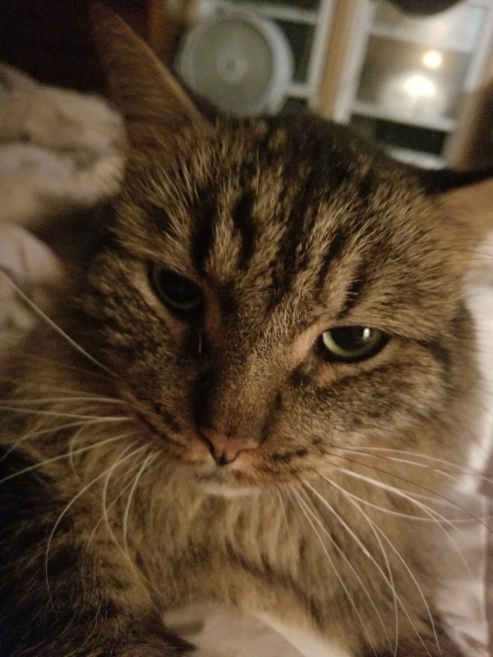 Blackbeard’s Cat Contest Winner! – Ocracats