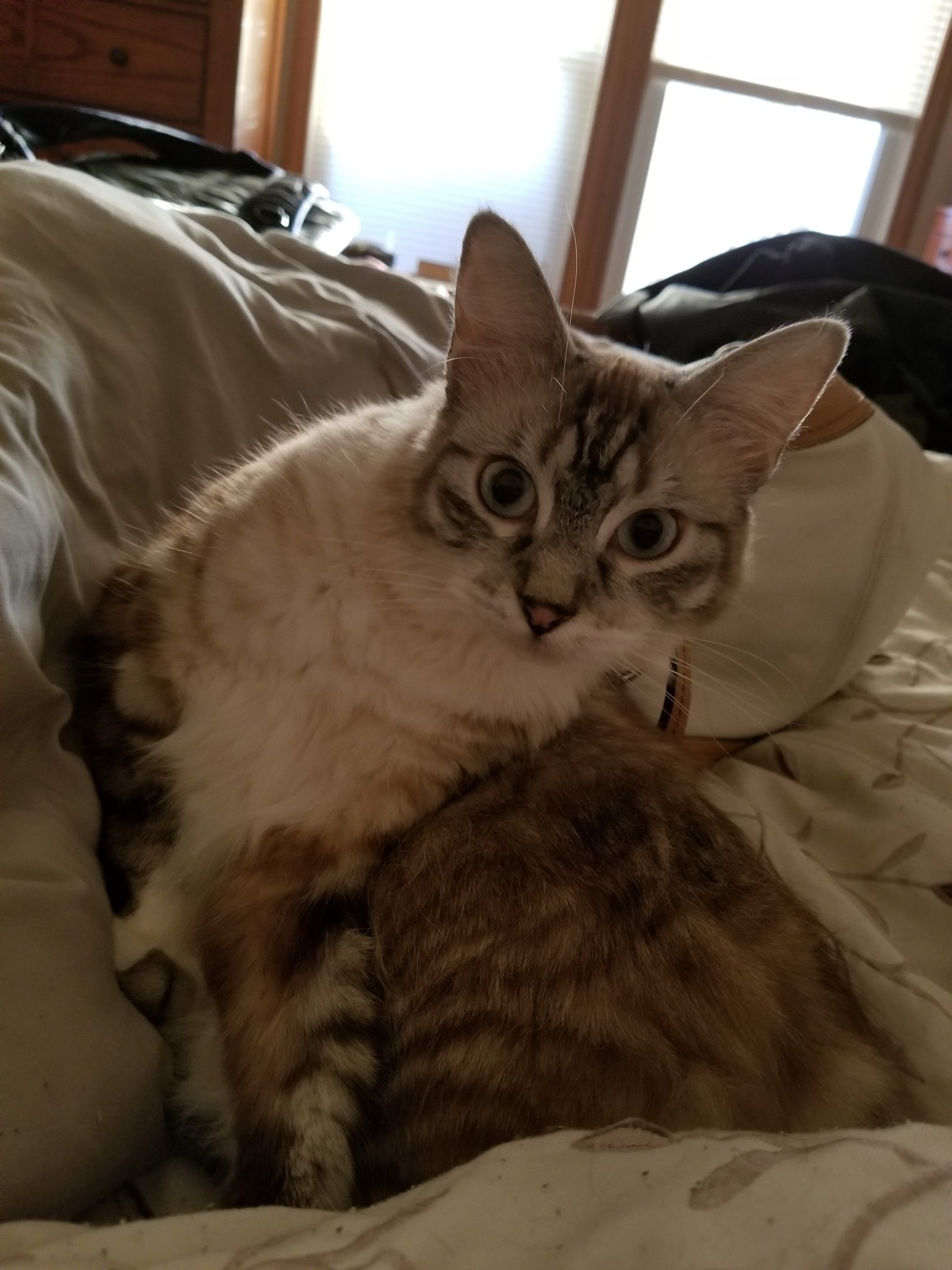 Blackbeard’s Cat Contest Winner! – Ocracats