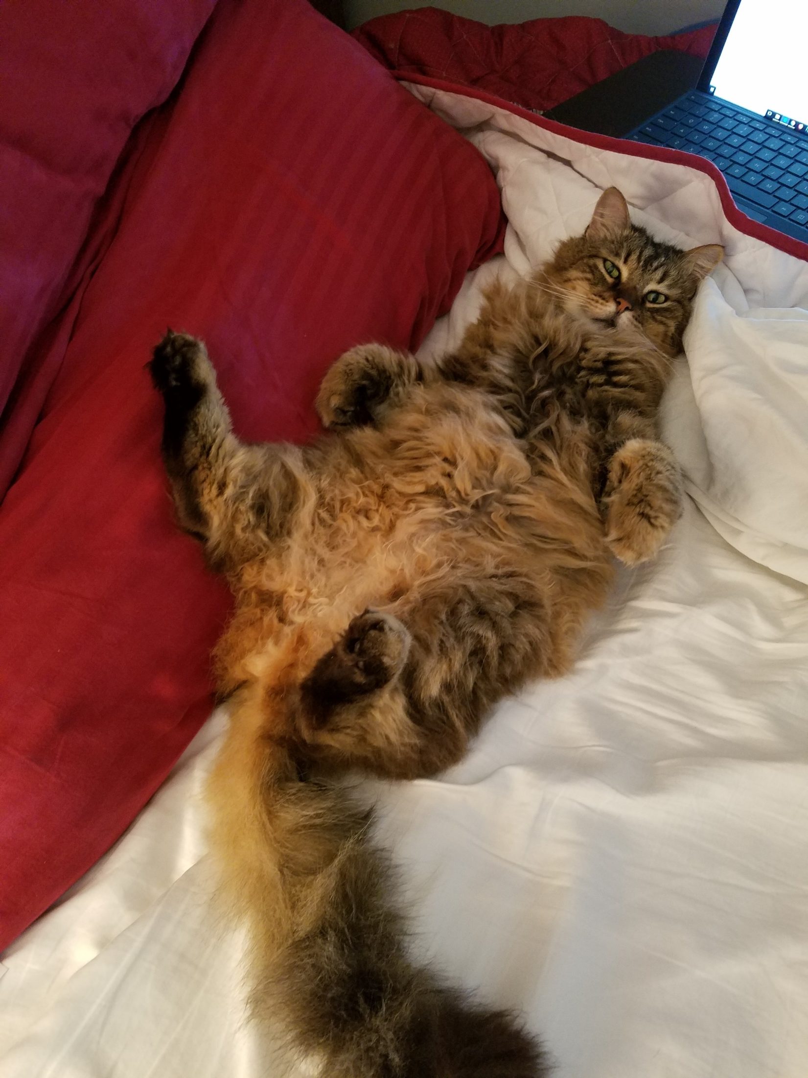 Blackbeard’s Cat Contest Winner! – Ocracats