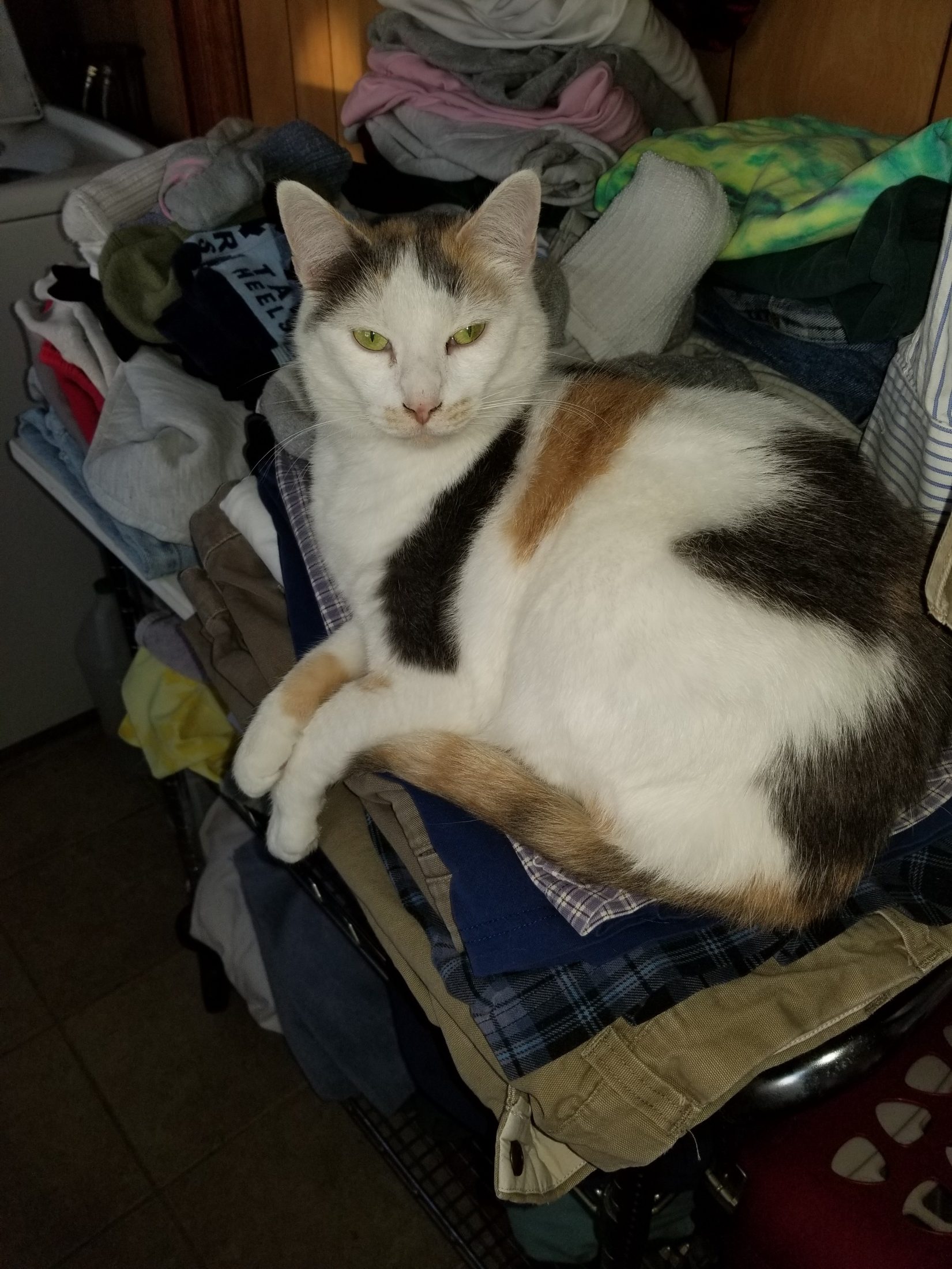 Blackbeard’s Cat Contest Winner! – Ocracats