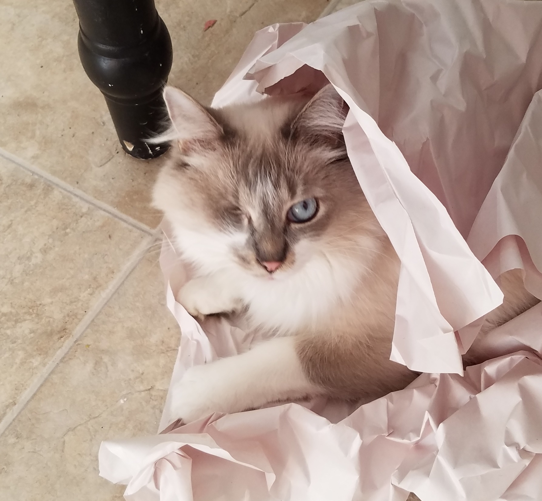 Blackbeard’s Cat Contest Winner! – Ocracats