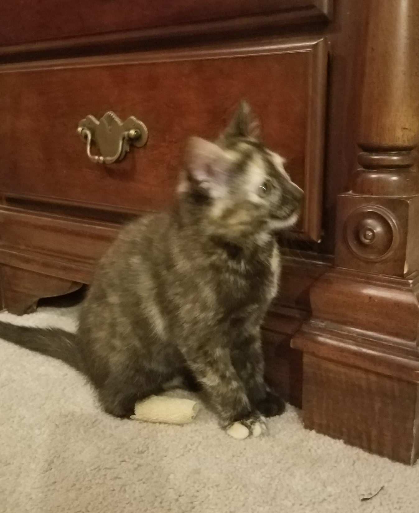 Blackbeard’s Cat Contest Winner! – Ocracats