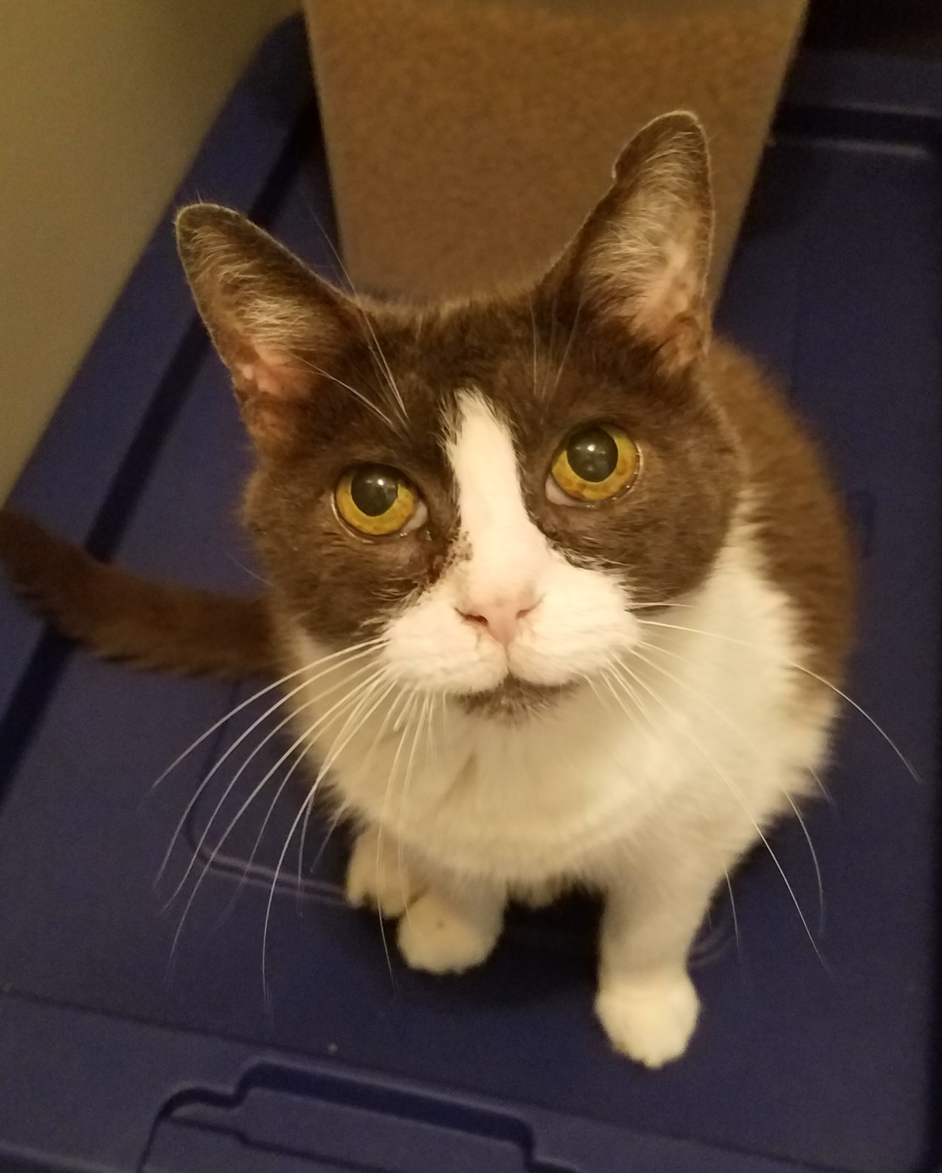 Blackbeard’s Cat Contest Winner! – Ocracats