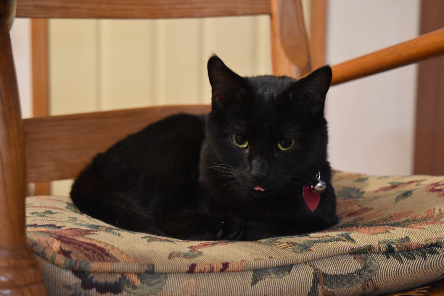 Blackbeard’s Cat Contest Winner! – Ocracats