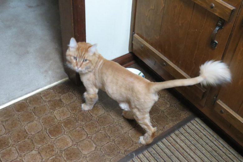 Blackbeard’s Cat Contest Winner! – Ocracats