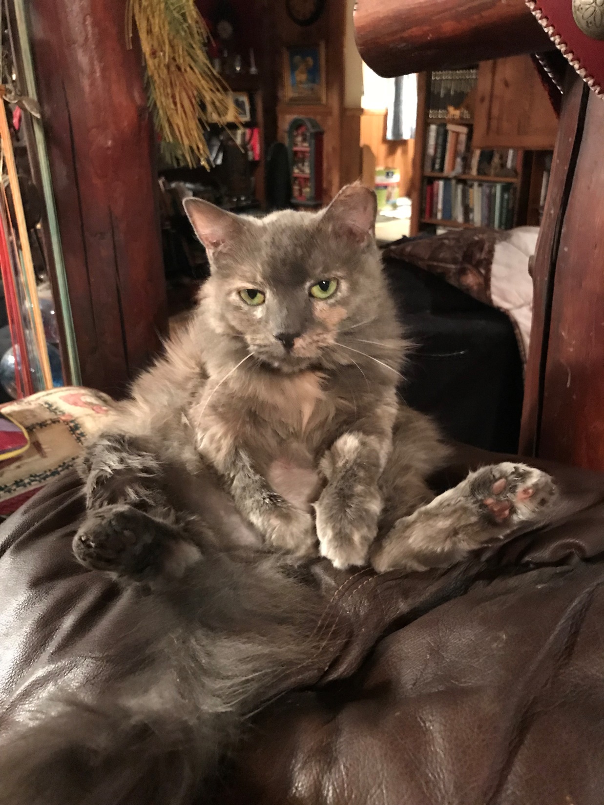 Blackbeard’s Cat Contest Winner! – Ocracats