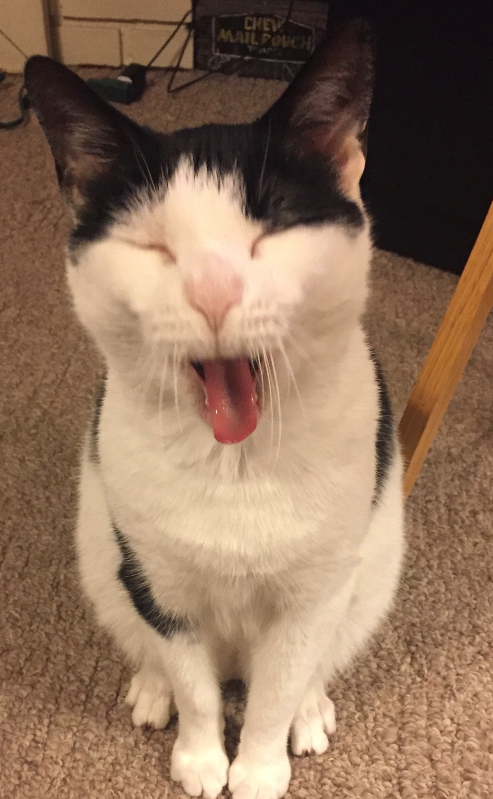 Blackbeard’s Cat Contest Winner! – Ocracats