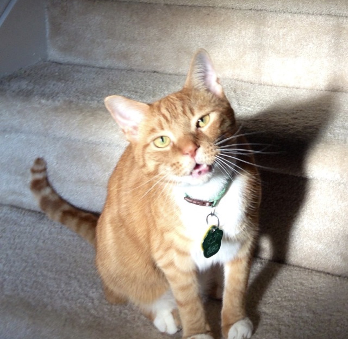 Blackbeard’s Cat Contest Winner! – Ocracats