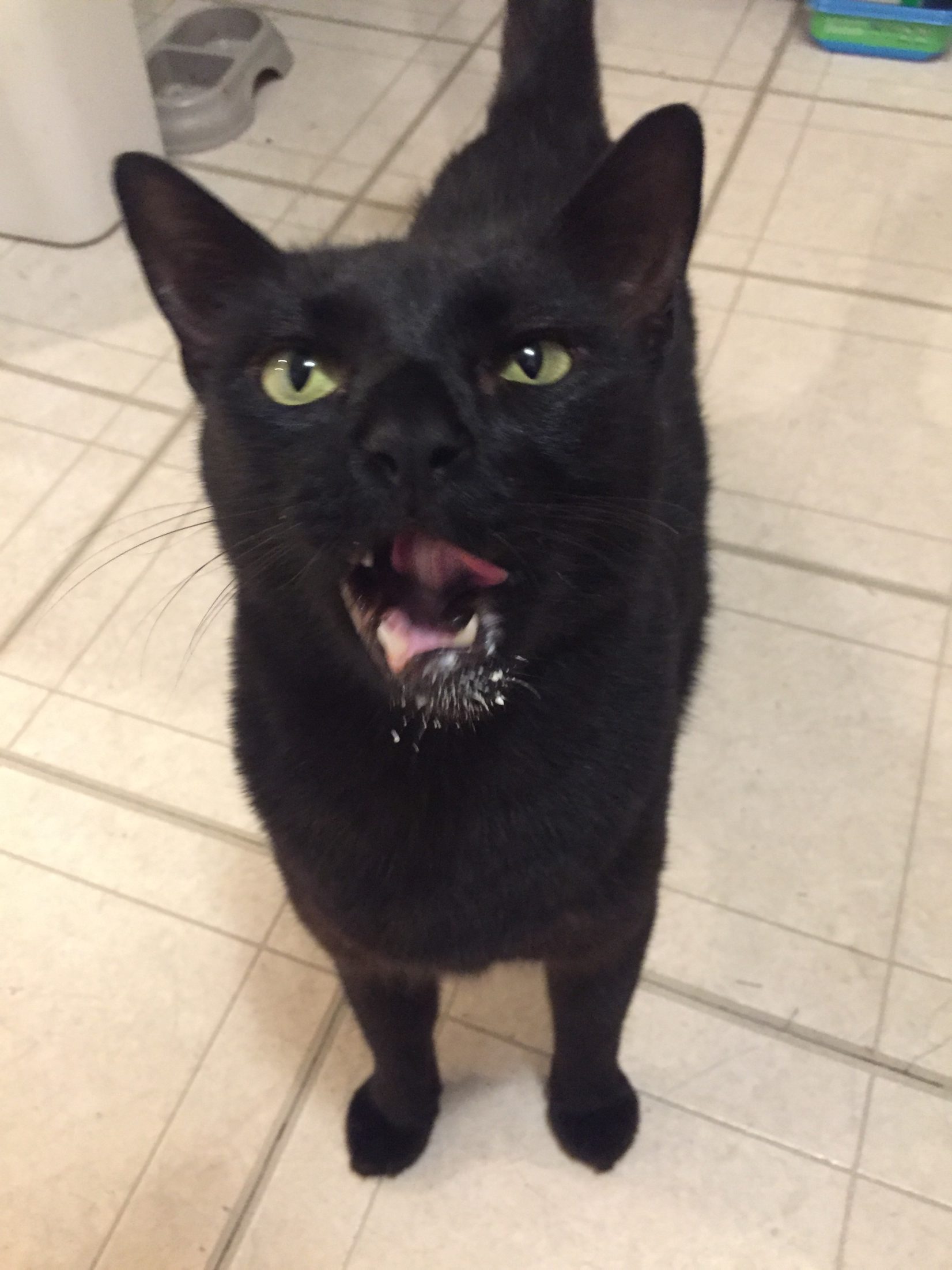 Blackbeard’s Cat Contest Winner! – Ocracats