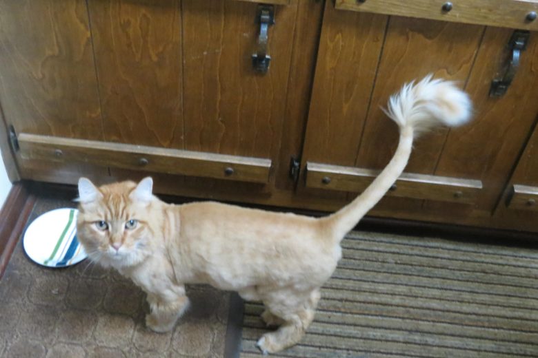 Blackbeard’s Cat Contest Winner! – Ocracats