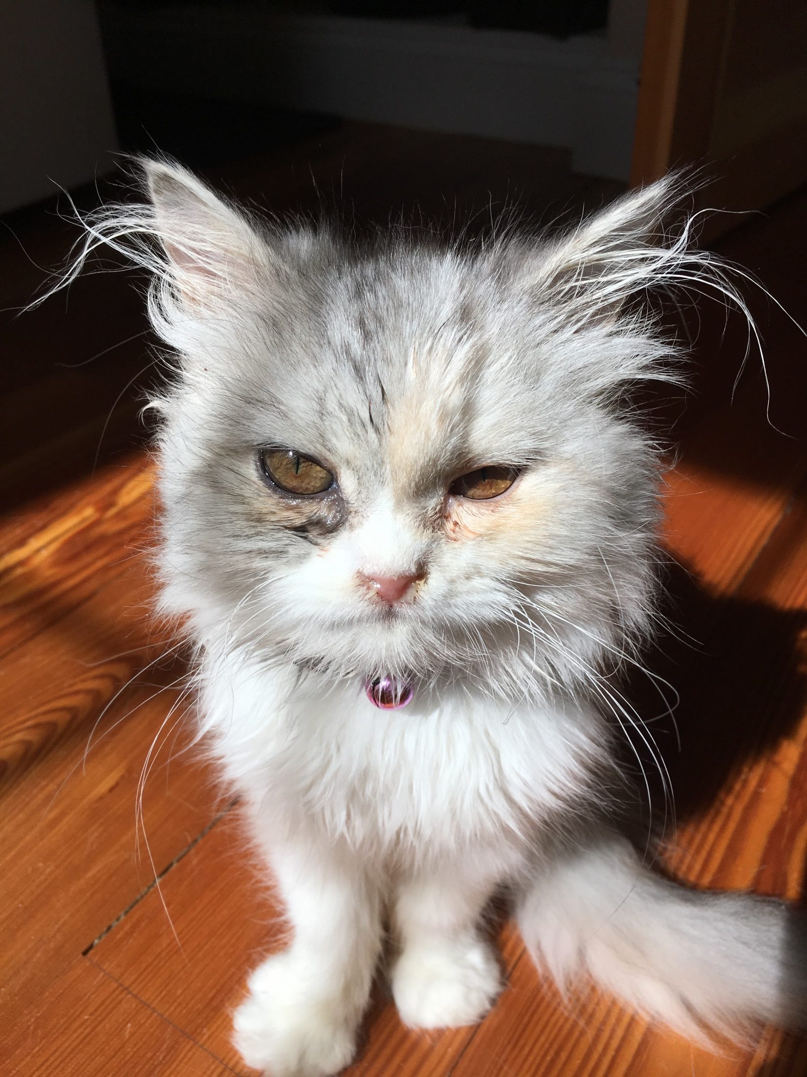Blackbeard’s Cat Contest Winner! – Ocracats