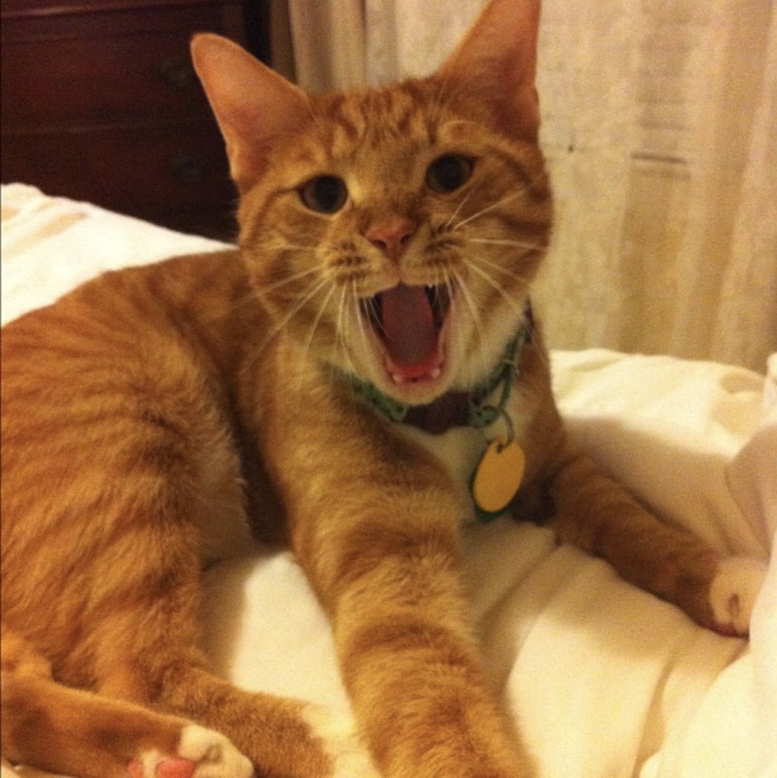 Blackbeard’s Cat Contest Winner! – Ocracats