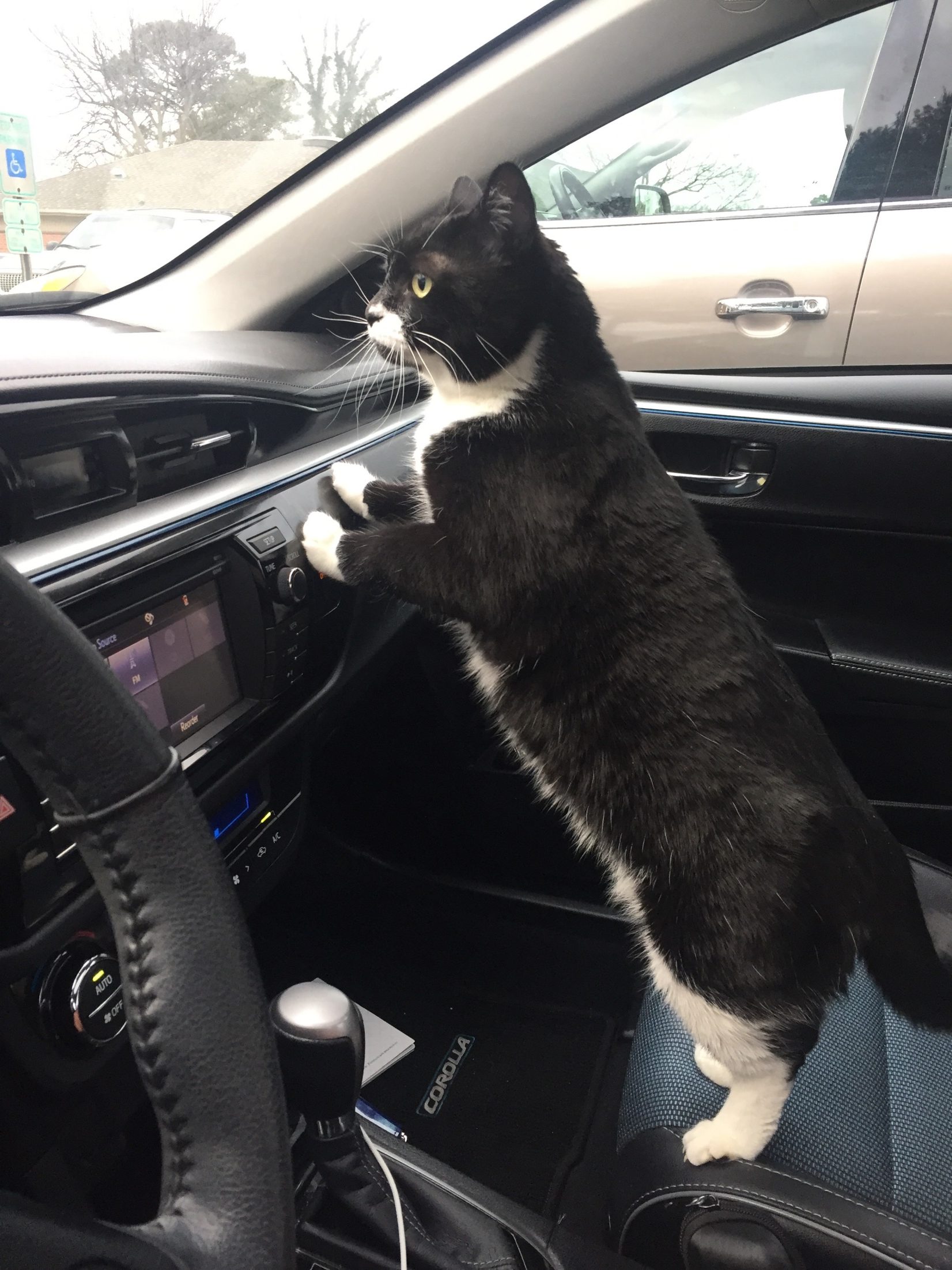 Blackbeard’s Cat Contest Winner! – Ocracats
