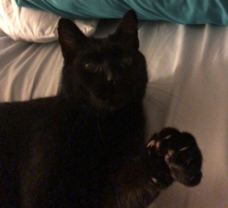 Blackbeard’s Cat Contest Winner! – Ocracats