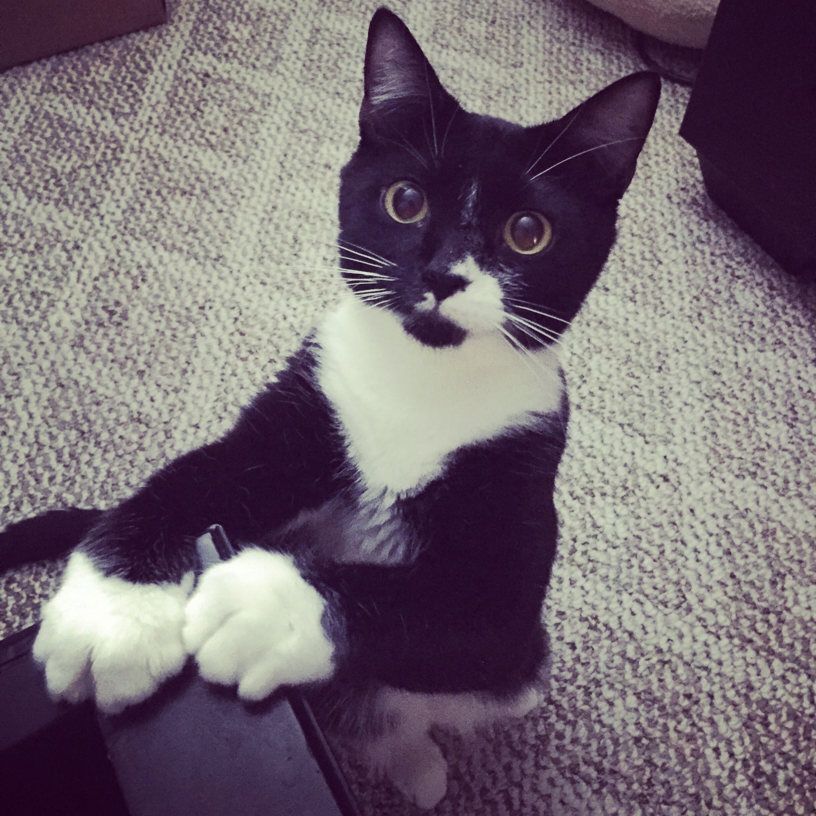 Blackbeard’s Cat Contest Winner! – Ocracats