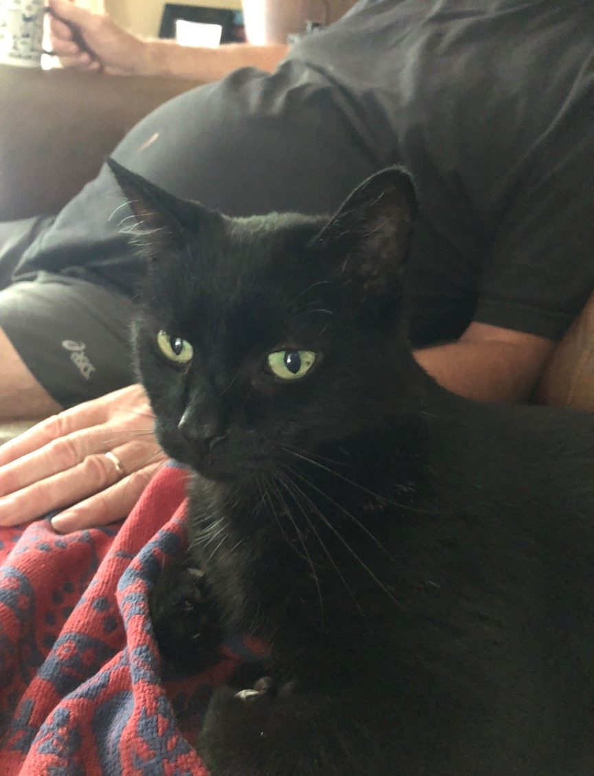 Blackbeard’s Cat Contest Winner! – Ocracats