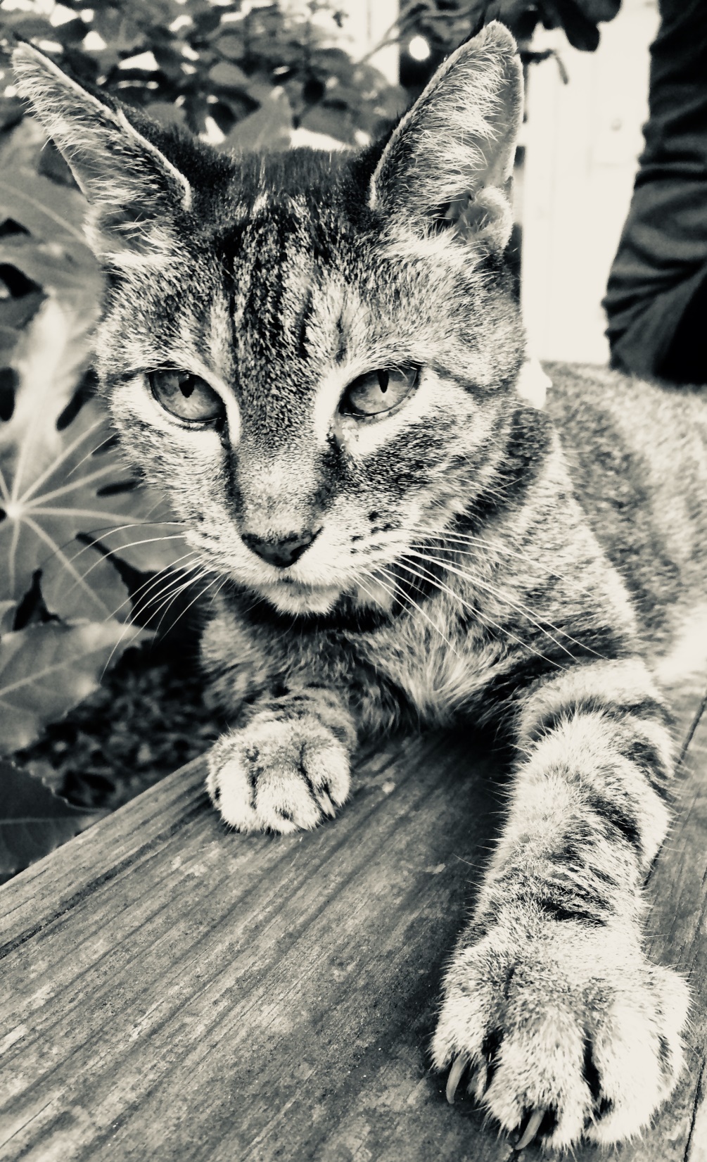 Blackbeard’s Cat Contest Winner! – Ocracats
